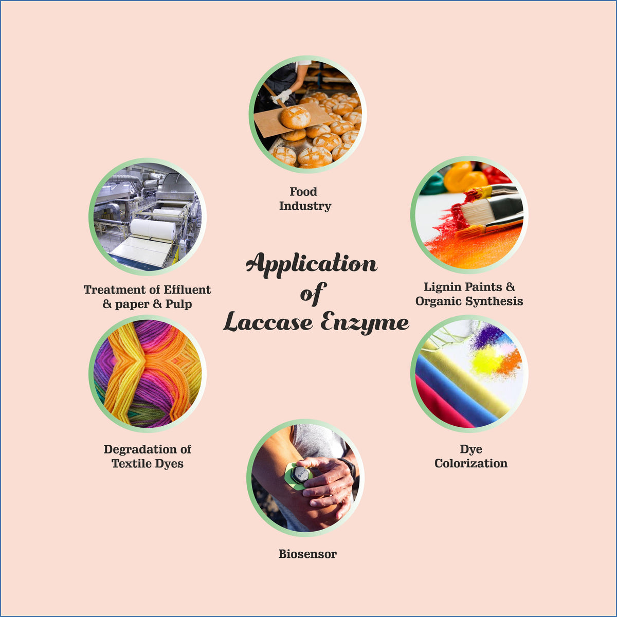Buy Bioven Ingredients Laccase Enzyme | Online Ingredients