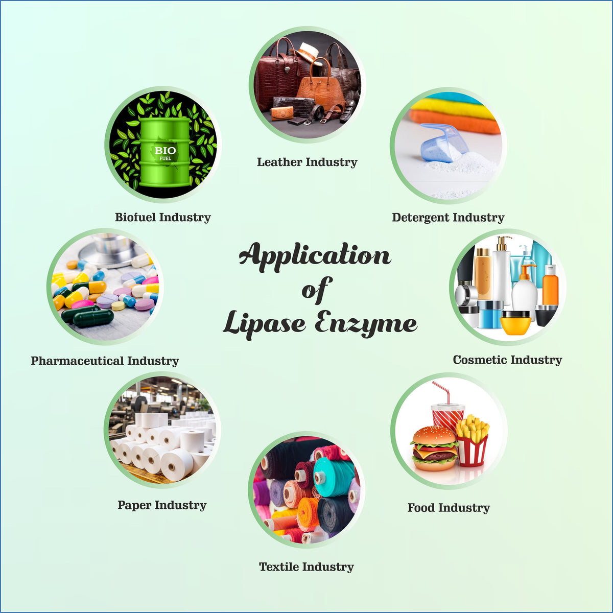 Buy Lipase Enzyme Powder at Best Price | Online Ingredients