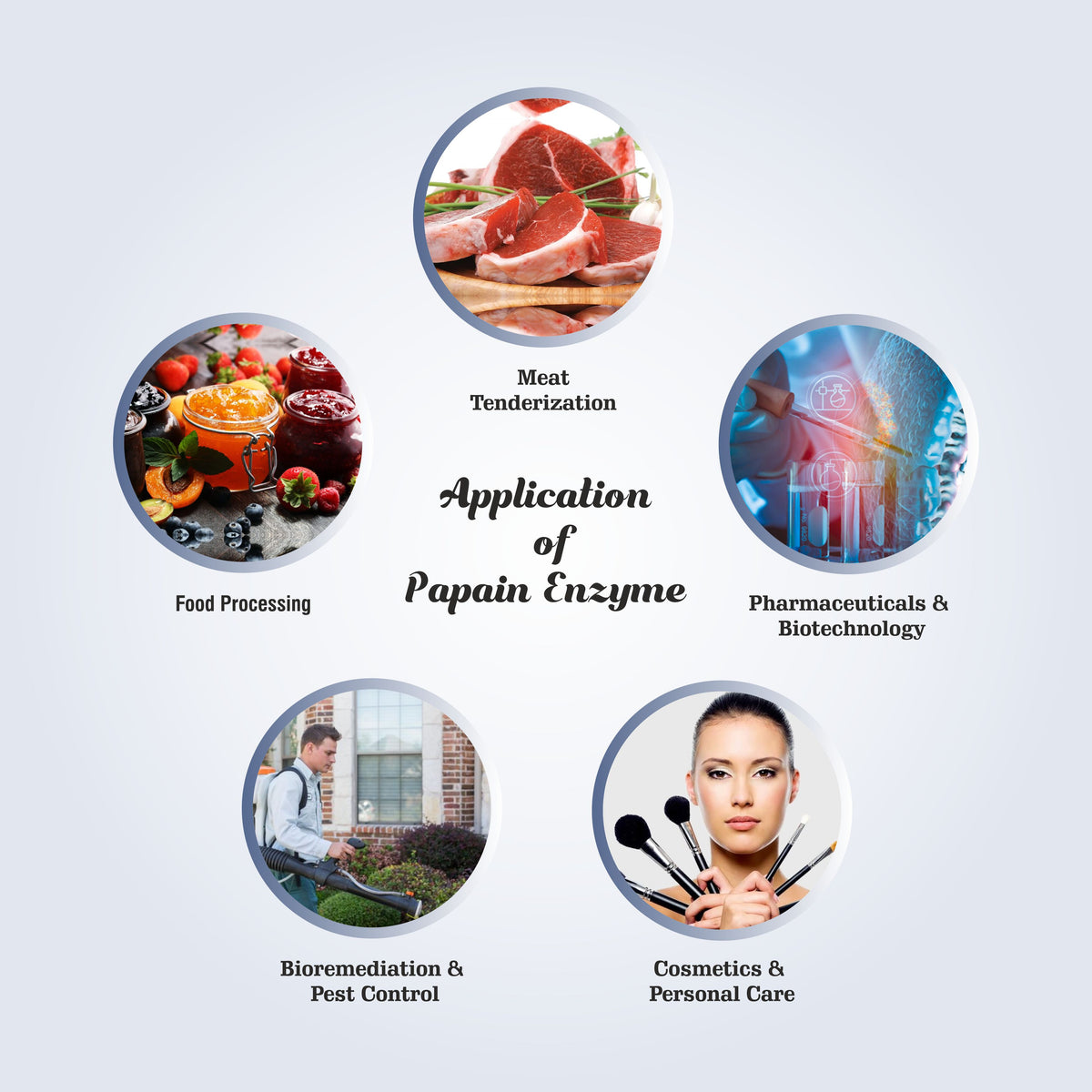 Buy Bioven Ingredients Papain Enzyme Powder | Online Ingredients