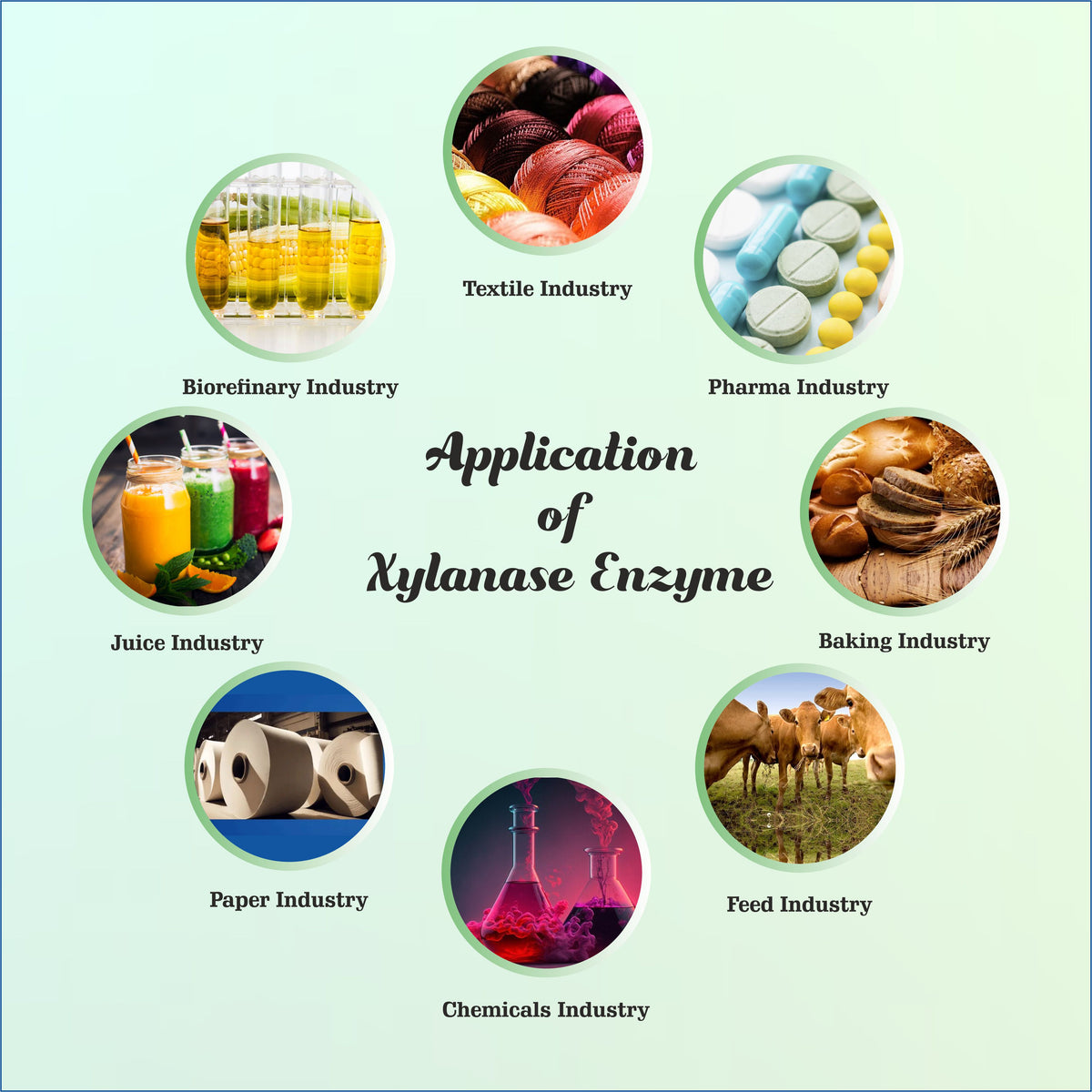 Buy Xylanase Enzyme (Powder) online at flat 15% OFF - Bioven ...